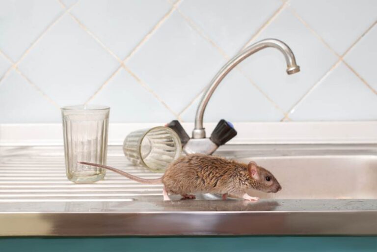 What Homeowners Should Know About Rat Diseases