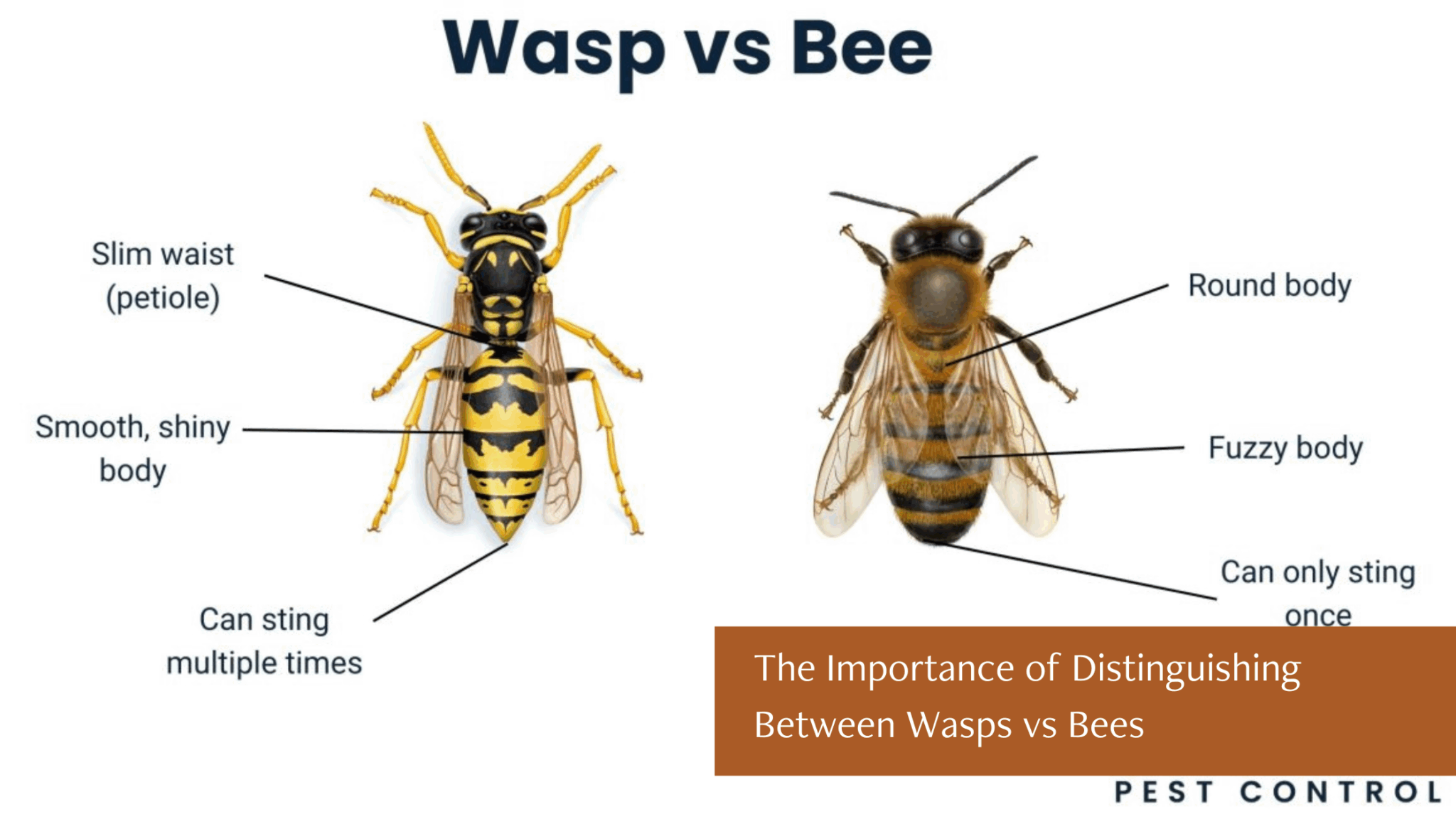 Wasp vs Bee: Identifying Key Differences and Staying Safe