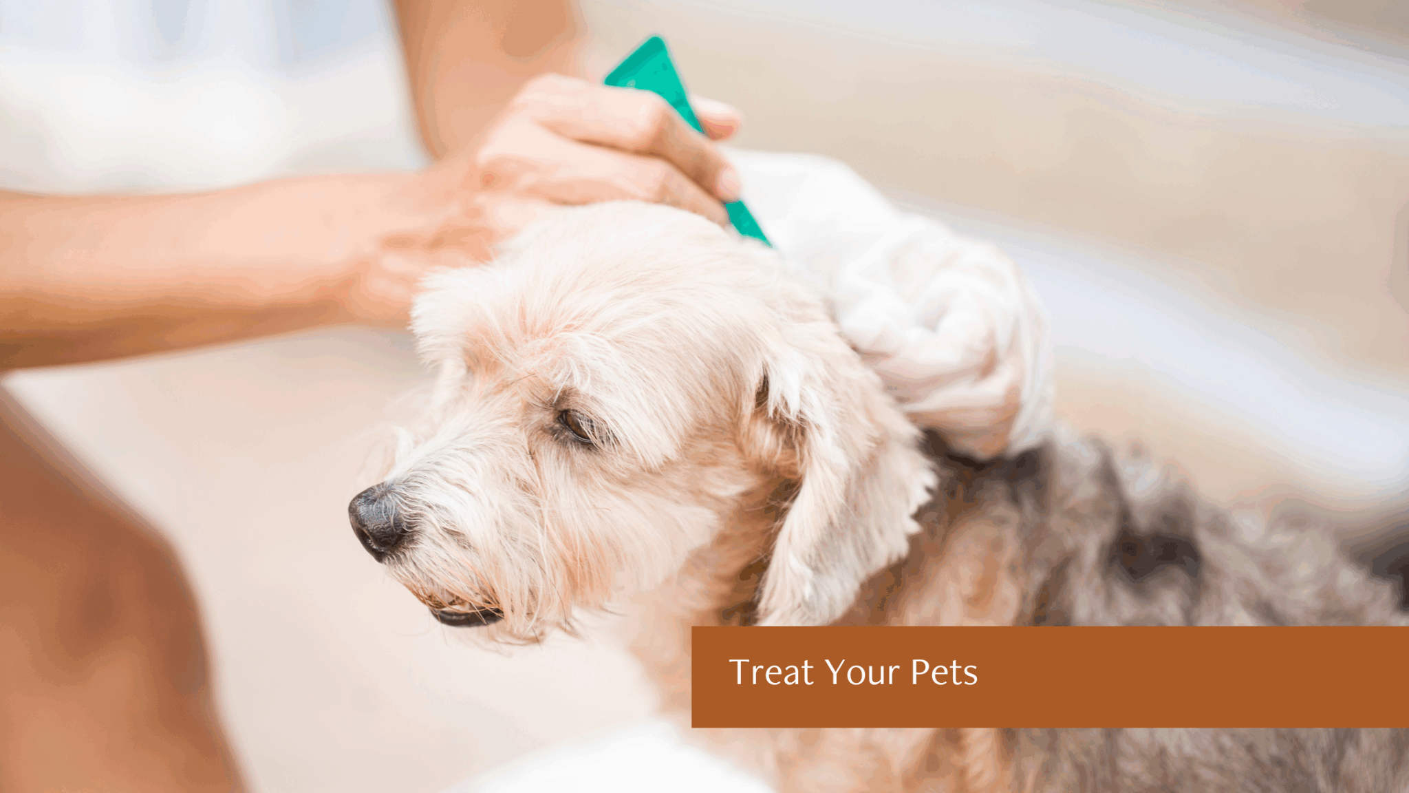 Do Fleas Fly? Protecting Your Home Starts Here - Brooks Pest Solutions
