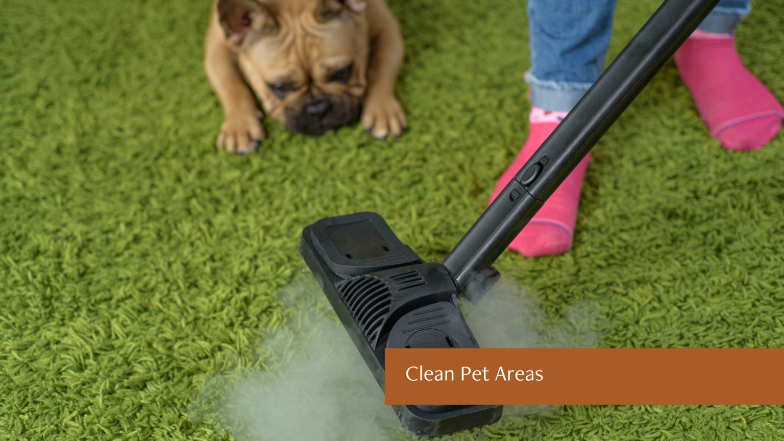 Say Goodbye to Carpet Beetles: Proven Control and Prevention Tips ...