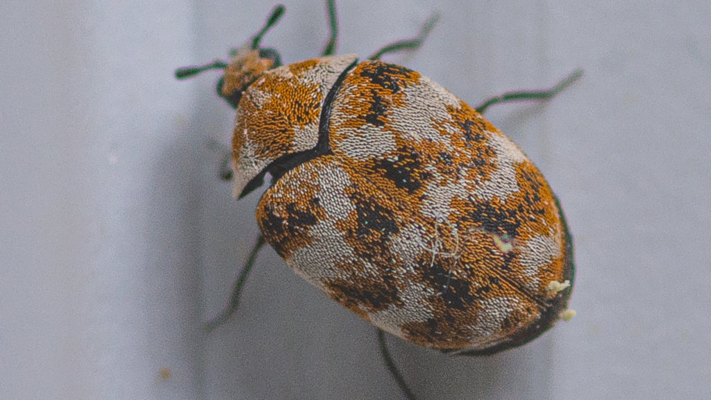 Roach Eggs at Home? Here’s How to Stop Them - Brooks Pest Solutions