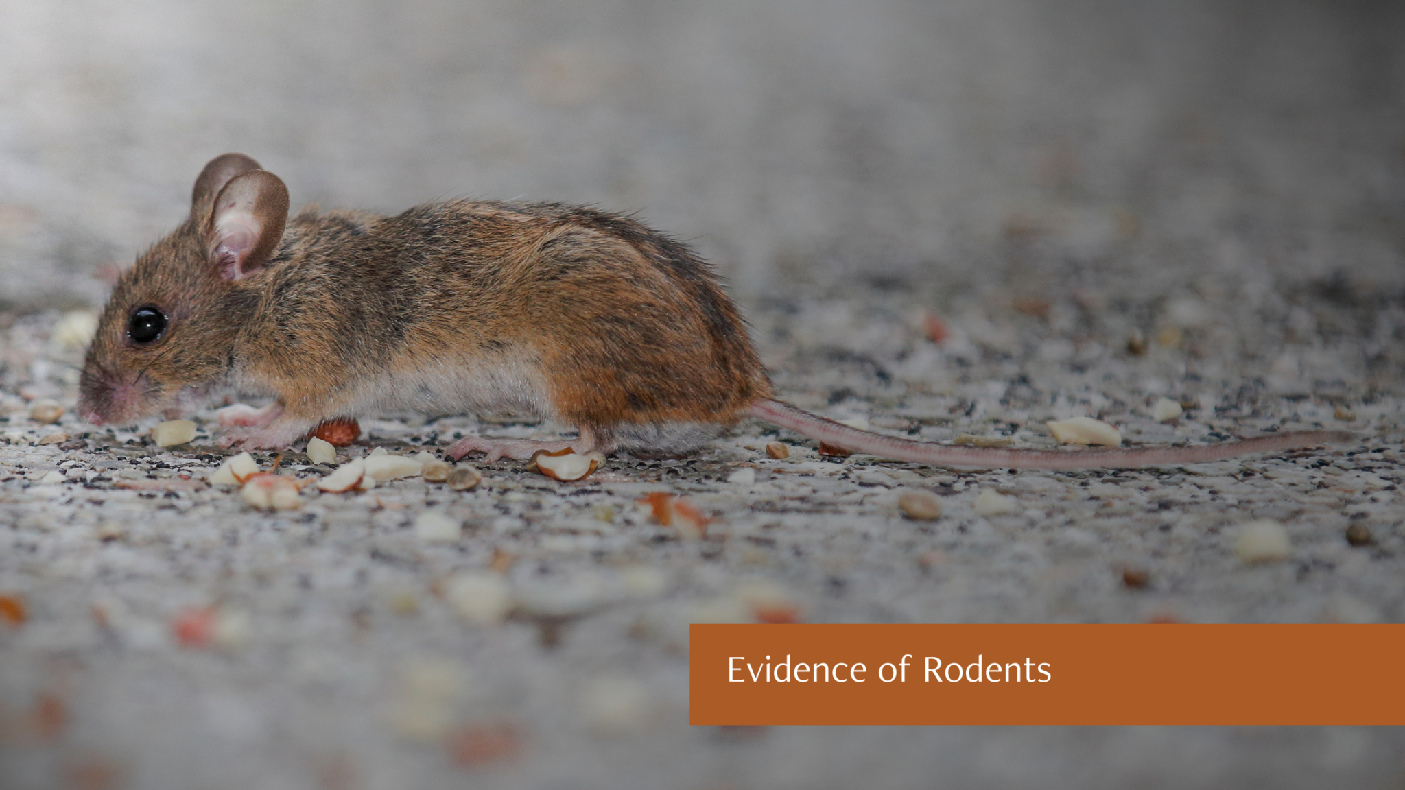 Rodent & Pest Control: Early Prevention Guide - Brooks Pest Solutions