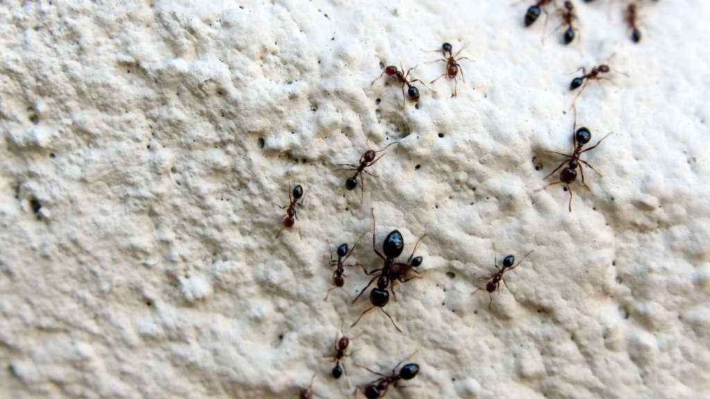 Fire Ant Bites: What Attracts Them and How to Keep Them Away for Good ...
