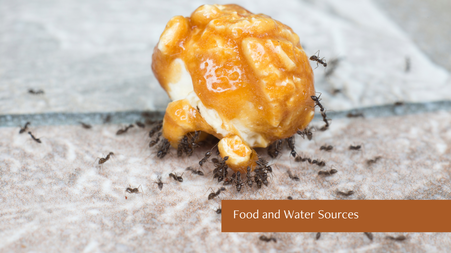 Fire Ant Bites: What Attracts Them and How to Keep Them Away for Good ...