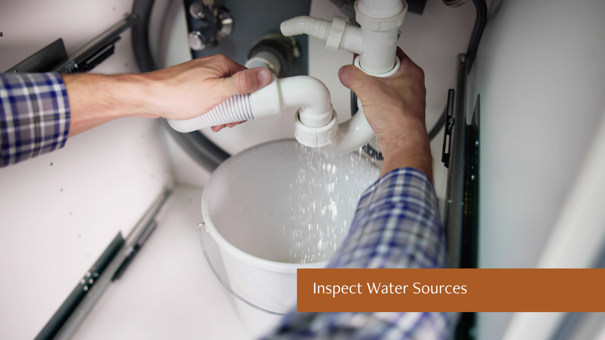 Water Bug or Cockroach? What You Should Do the Moment You Spot One ...