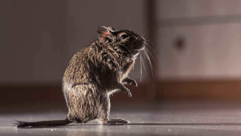 Rodent & Pest Control 101: How to Avoid Big Problems Before They Start ...