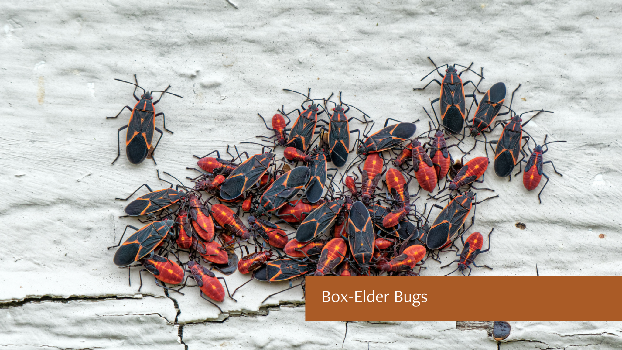 What Are the Winter Pests? - Brooks Pest Solutions