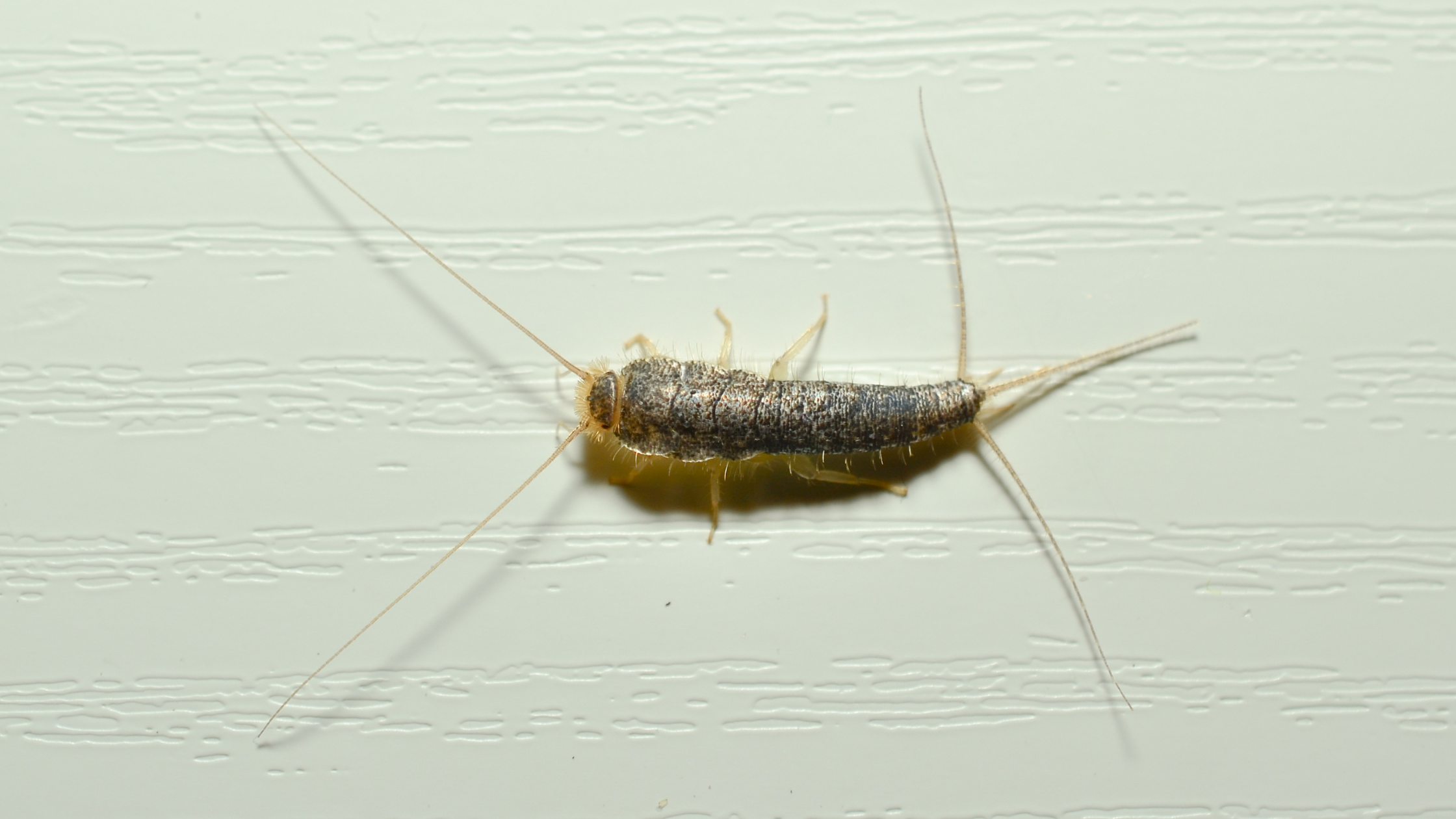 Silverfish Insect Control - Brooks Pest Solutions