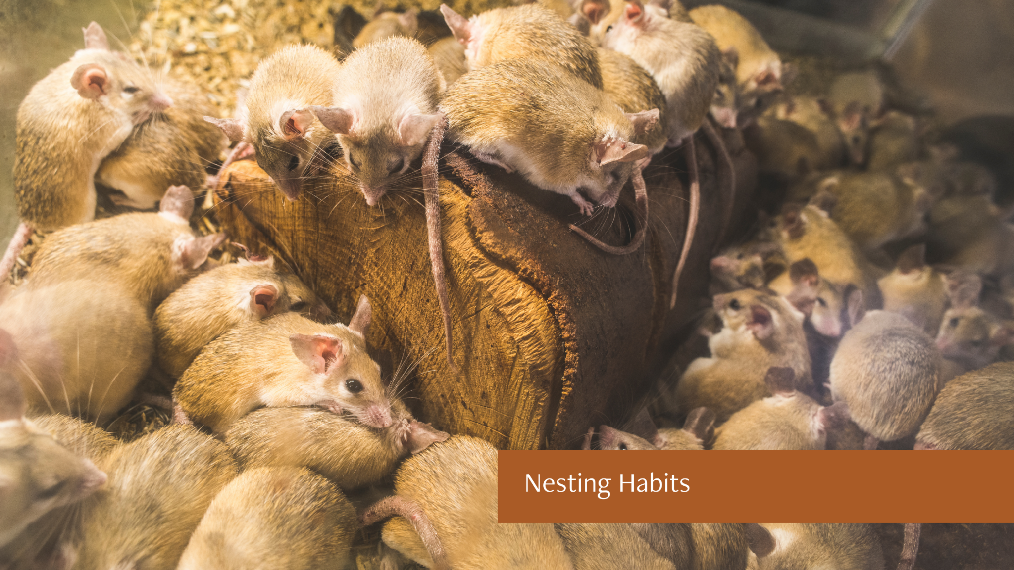 How Do I Tell If I Have Rats or Mice? - Brooks Pest Solutions