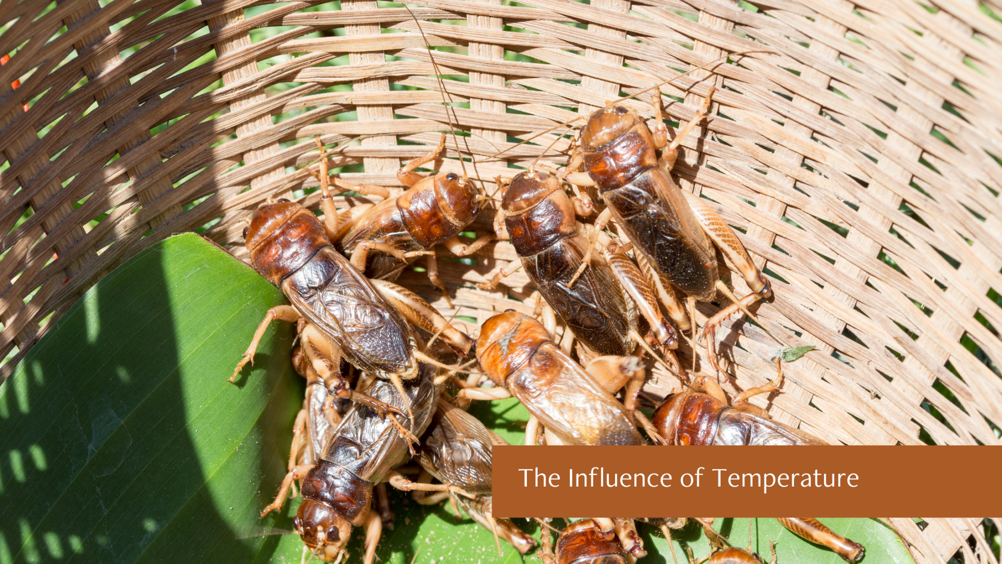 Why Are We Infested with Crickets? - Brooks Pest Solutions