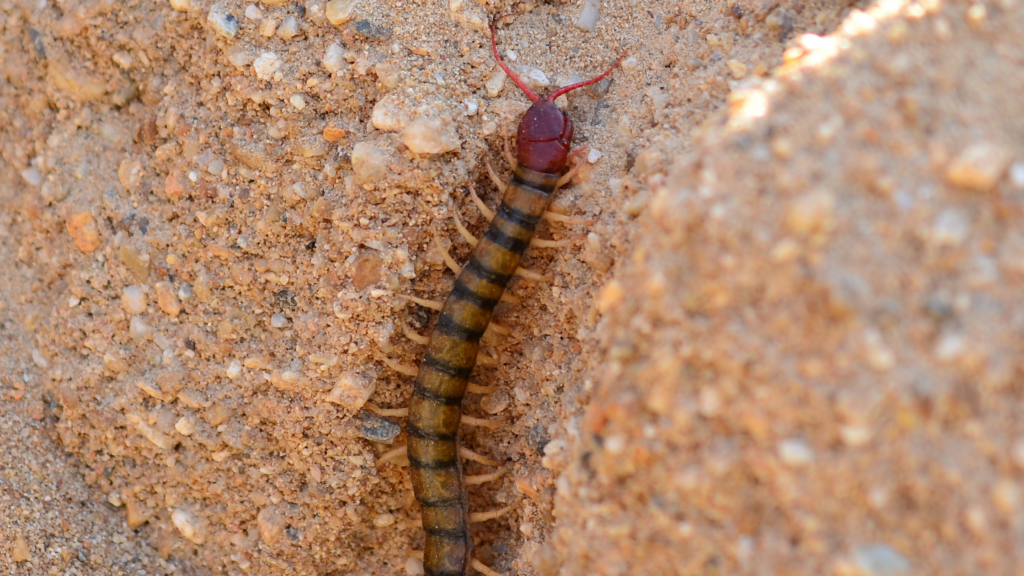 What Is the Best Way to Get Rid of Centipedes? - Brooks Pest Solutions