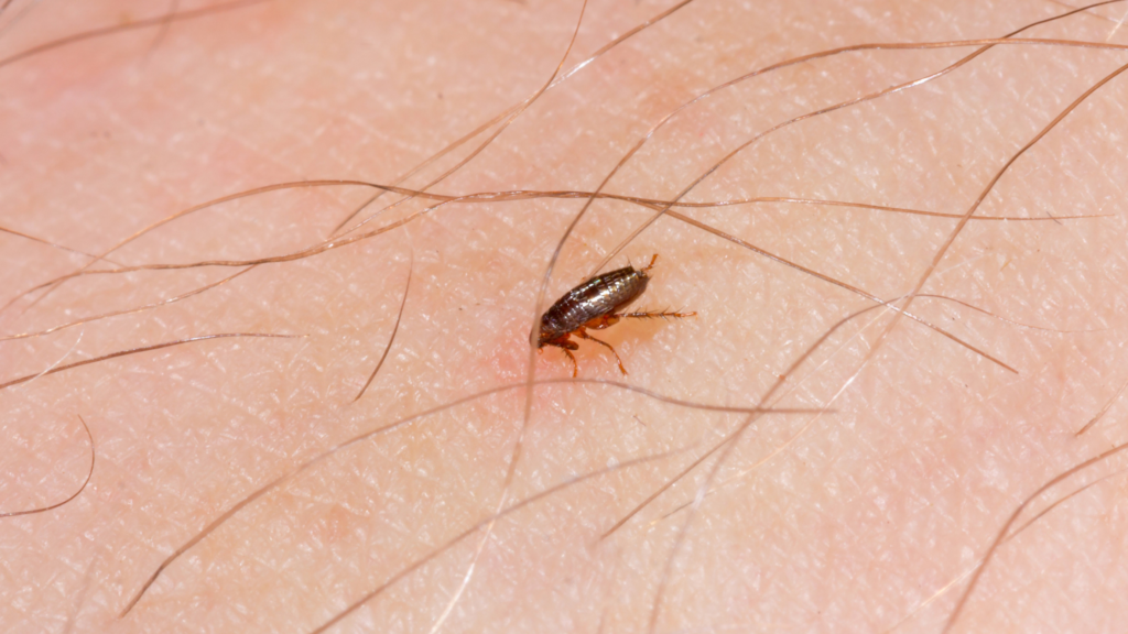 Queen Termite Facts & Infestation Control - Brooks Pest Solutions
